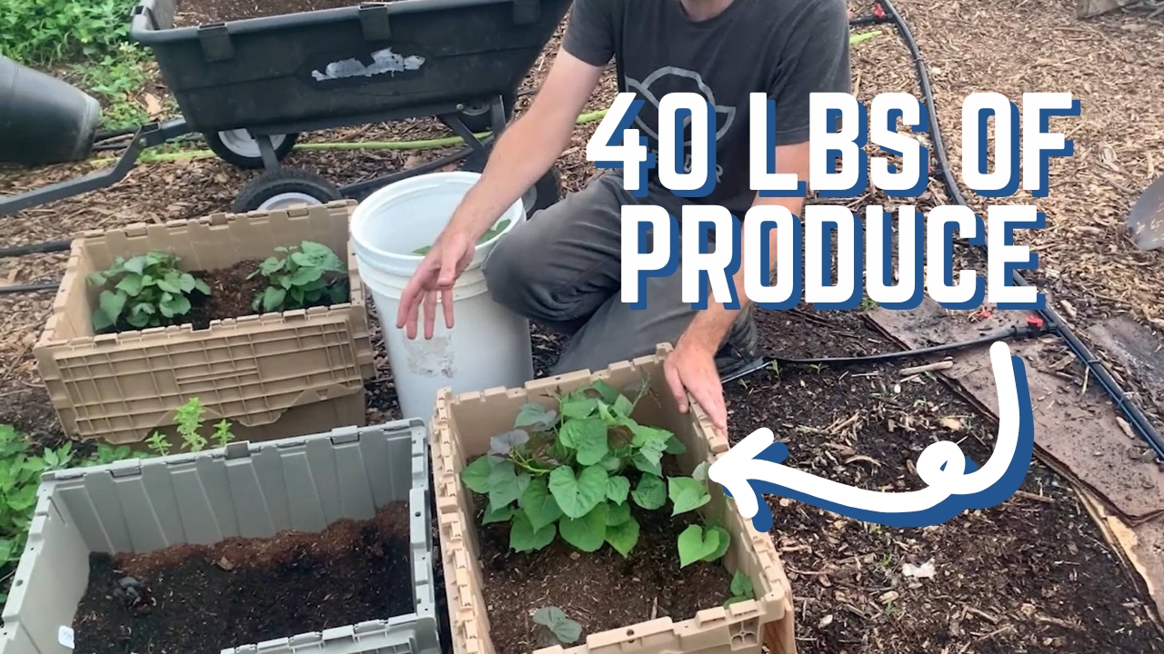 Root Crop Container Growing Done Right – Videos – Mother Earth News